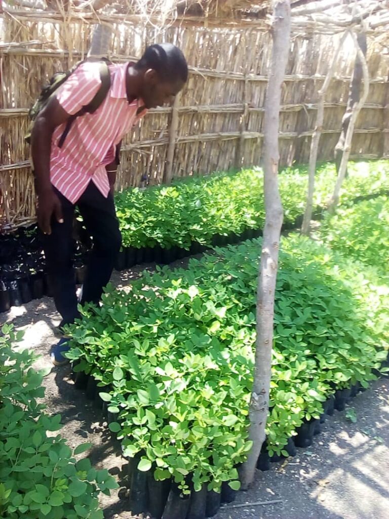 Malawi - Imagine Afrika - Agroforestry Regeneration Communities